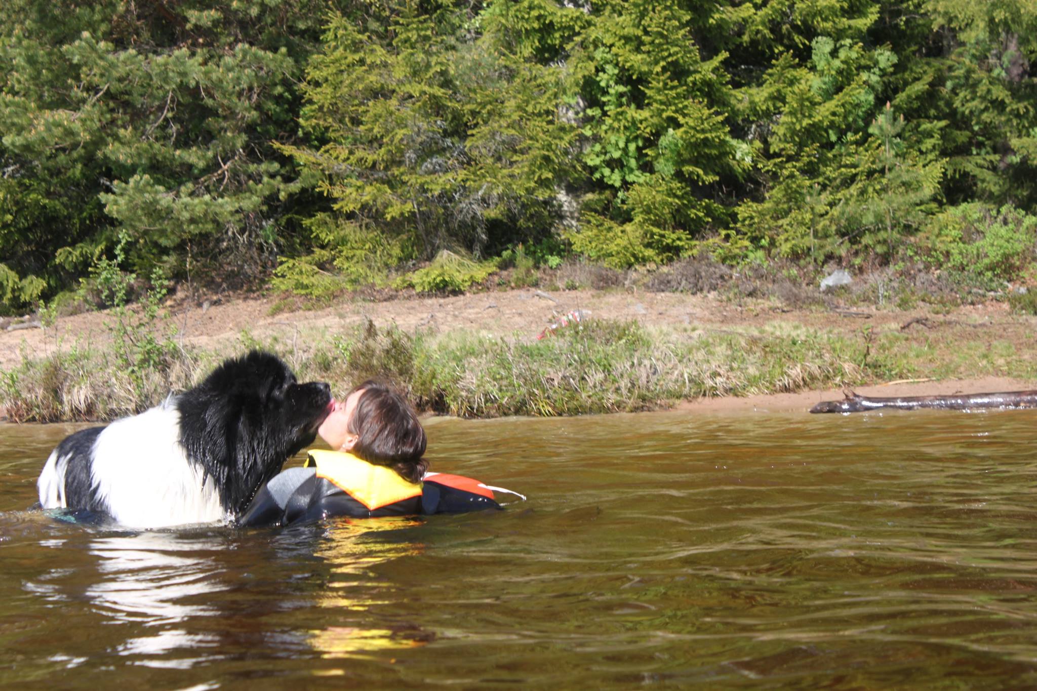 Newfoundland with beauty and brain | KRAMBJÖRNEN'S NEWFOUNDLANDS