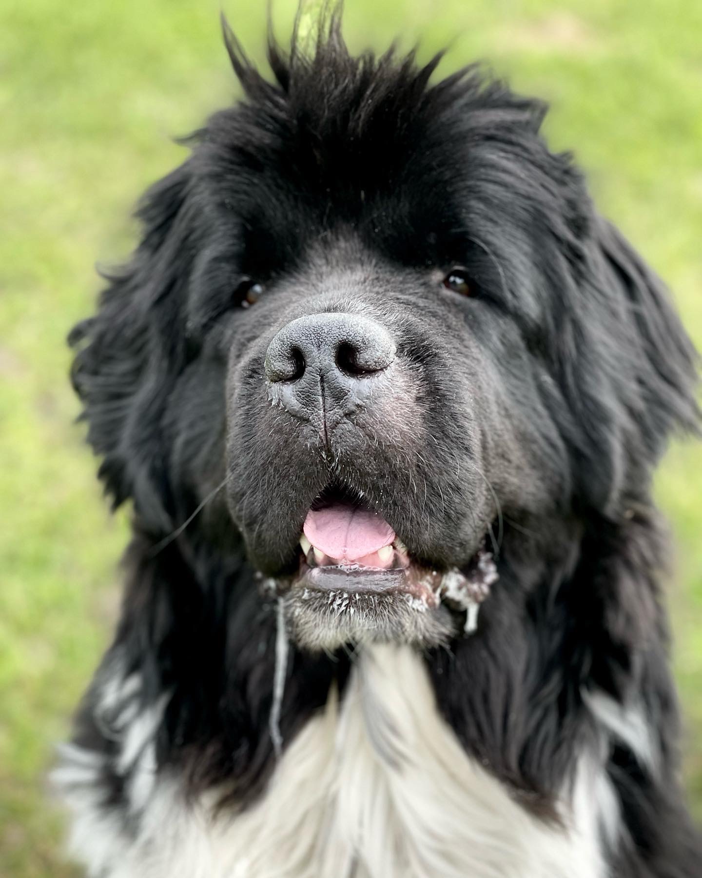 Valpar, valpar, valpar! | KRAMBJÖRNEN'S NEWFOUNDLANDS